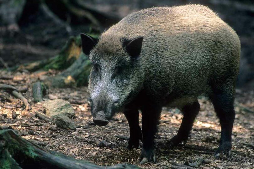 Corso per selecontrollore della fauna nei parchi